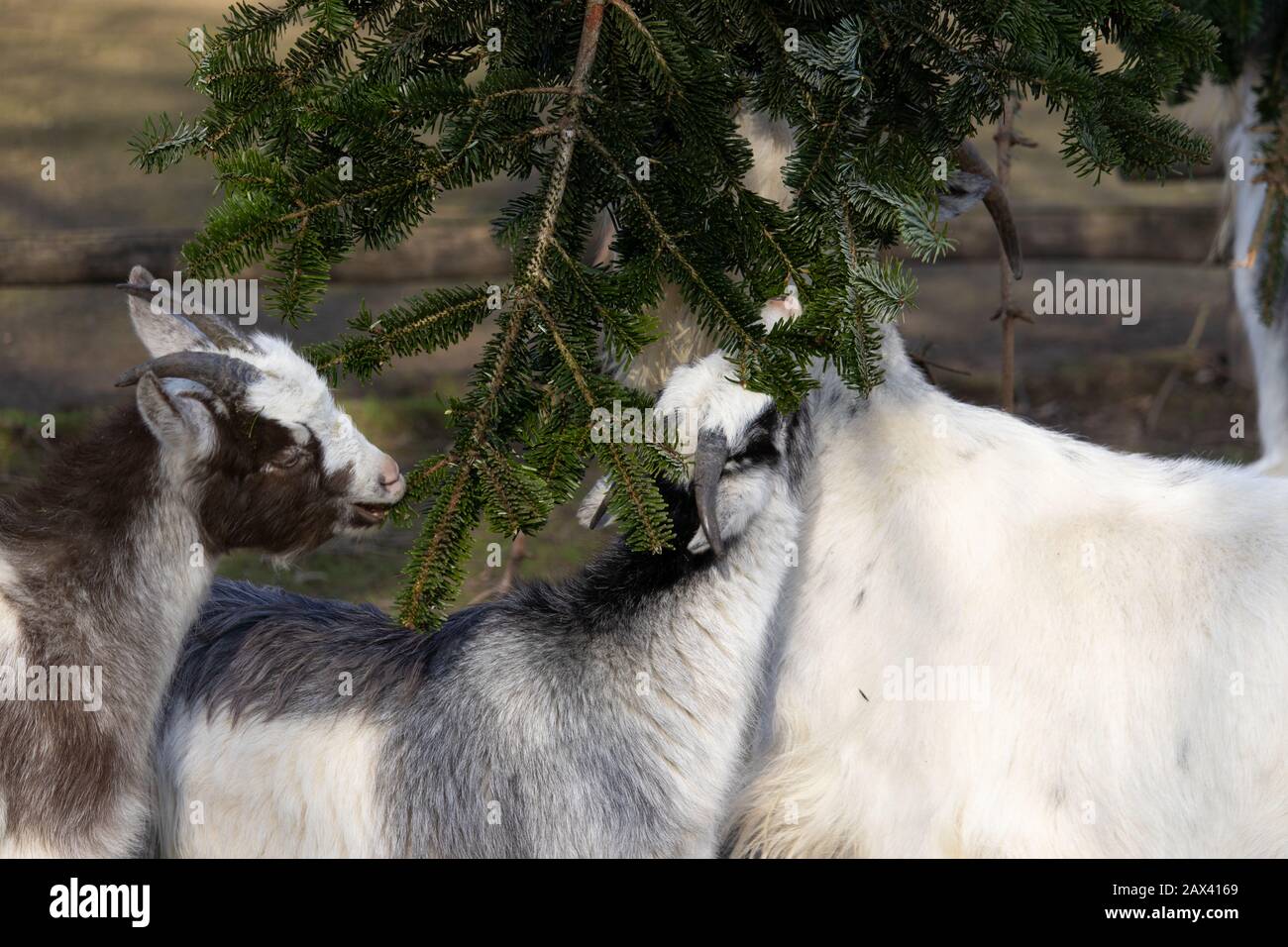 Goats eating leaves from tree hi-res stock photography and images - Alamy