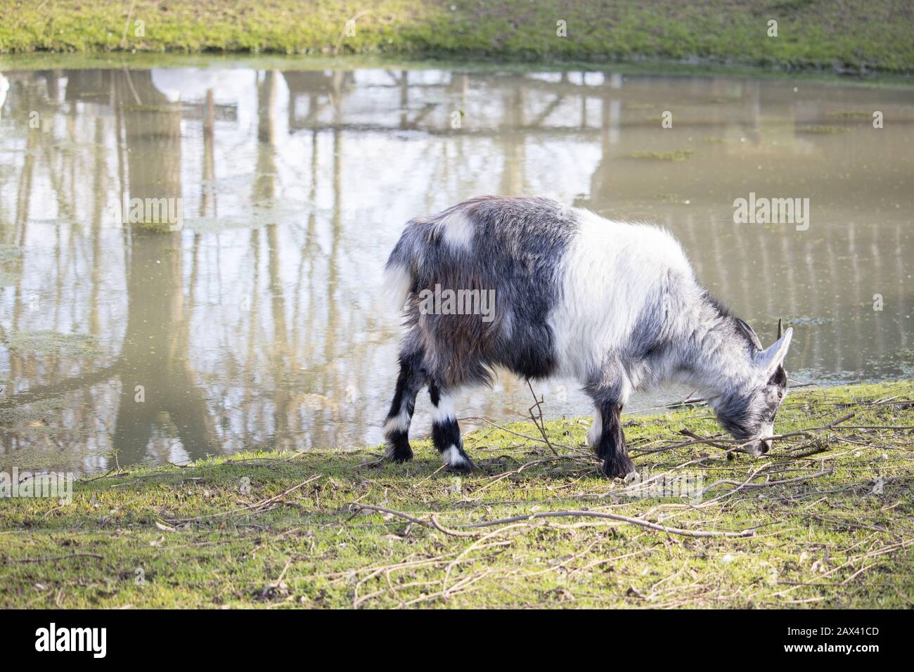 Black and white goat grazing beside a pond Stock Photo - Alamy
