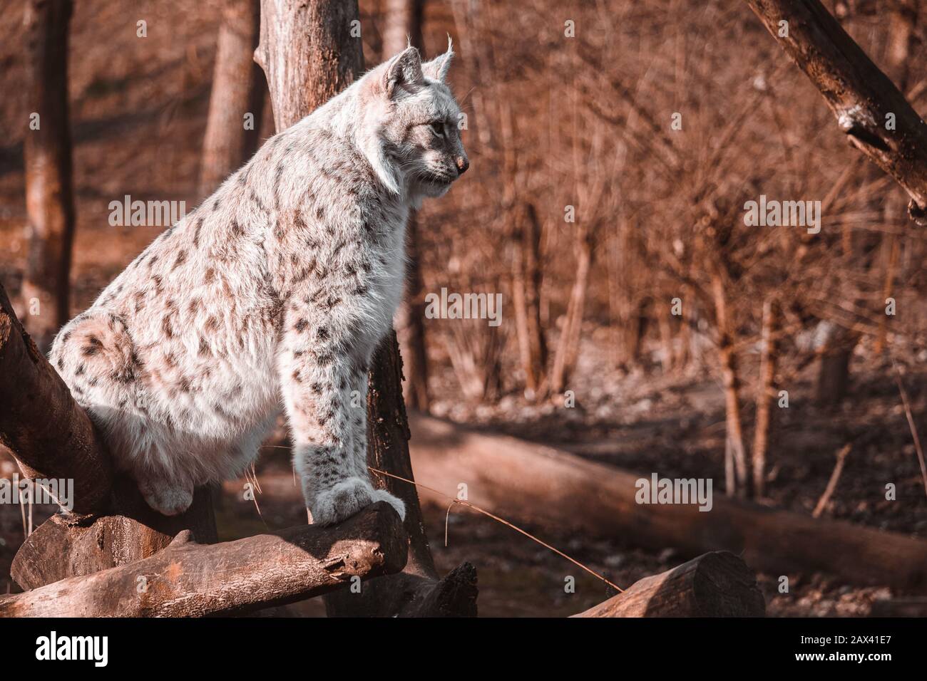 Bobcat standing tall on forest logs looking for a prey Stock Photo - Alamy