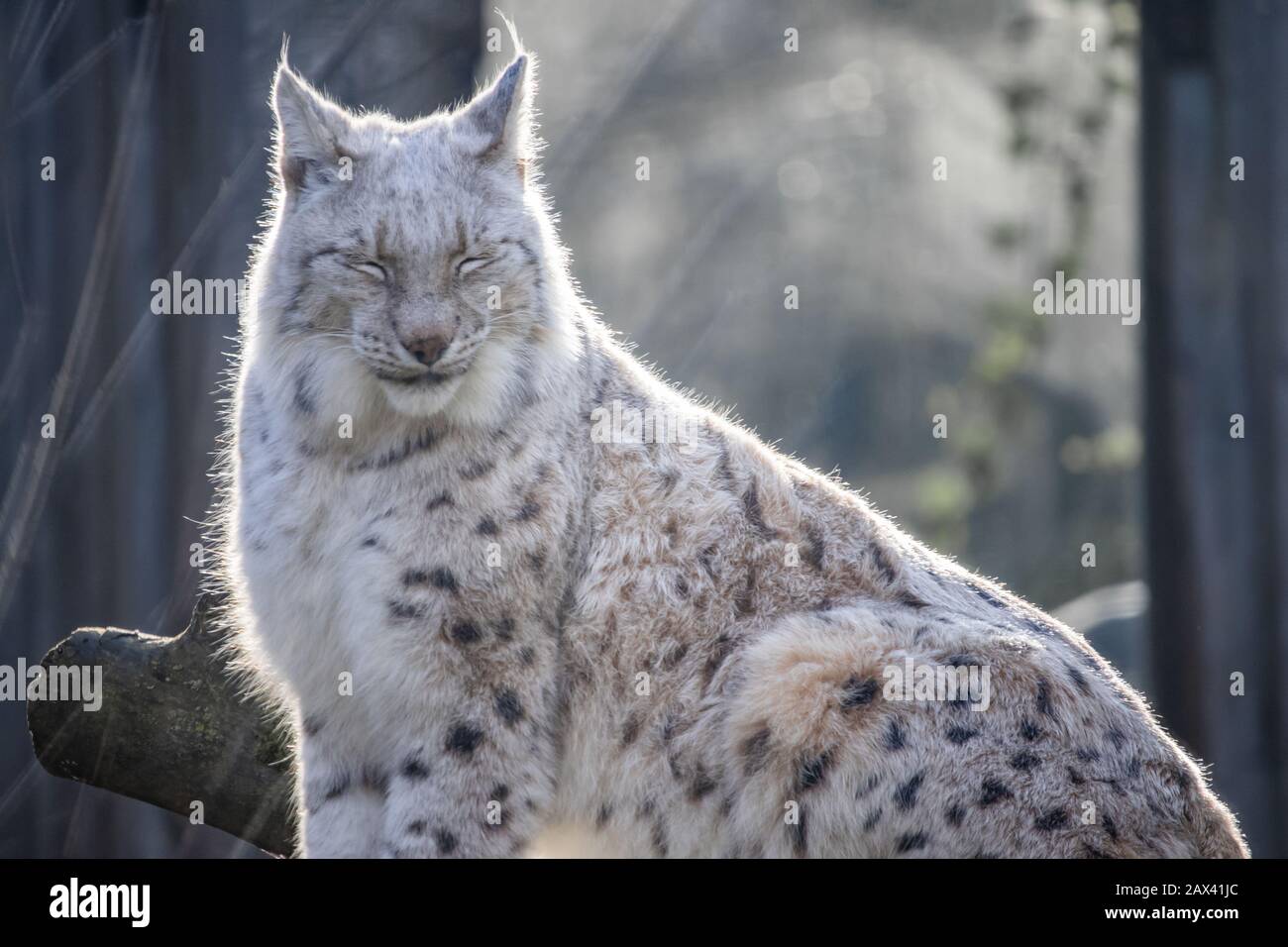 Doze dozing off hi-res stock photography and images - Alamy