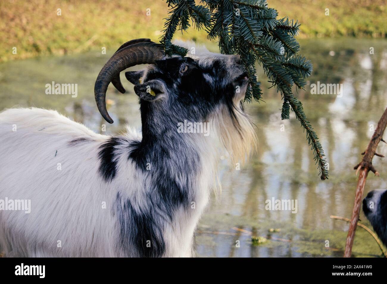Goats eating leaves from tree hi-res stock photography and images - Alamy
