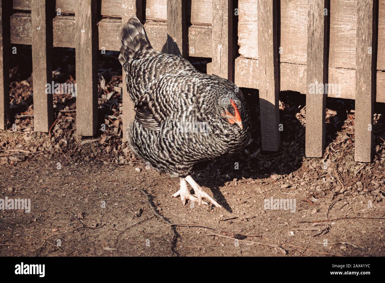 California gray chicken hi-res stock photography and images - Alamy