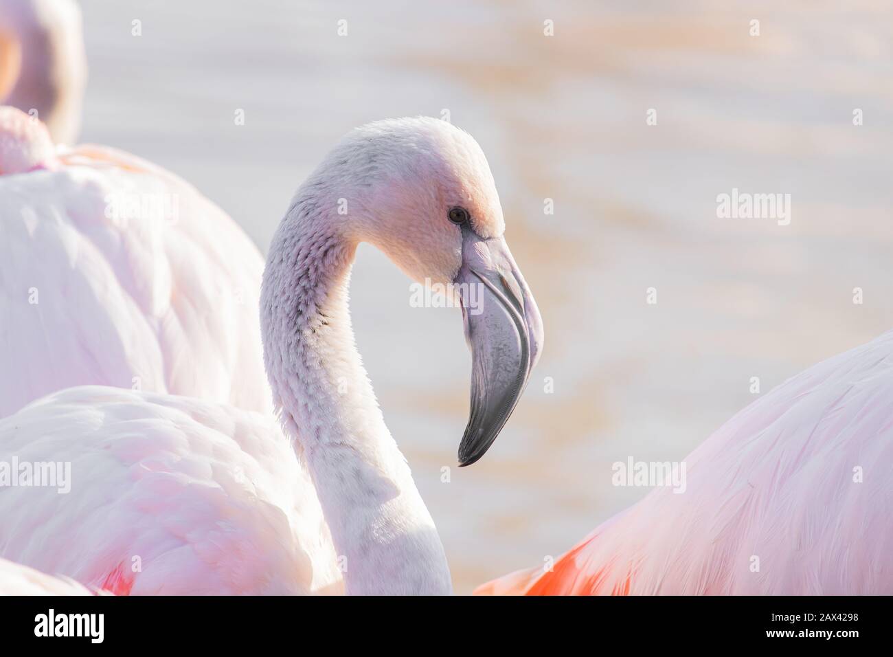 Curved beak hi-res stock photography and images - Alamy