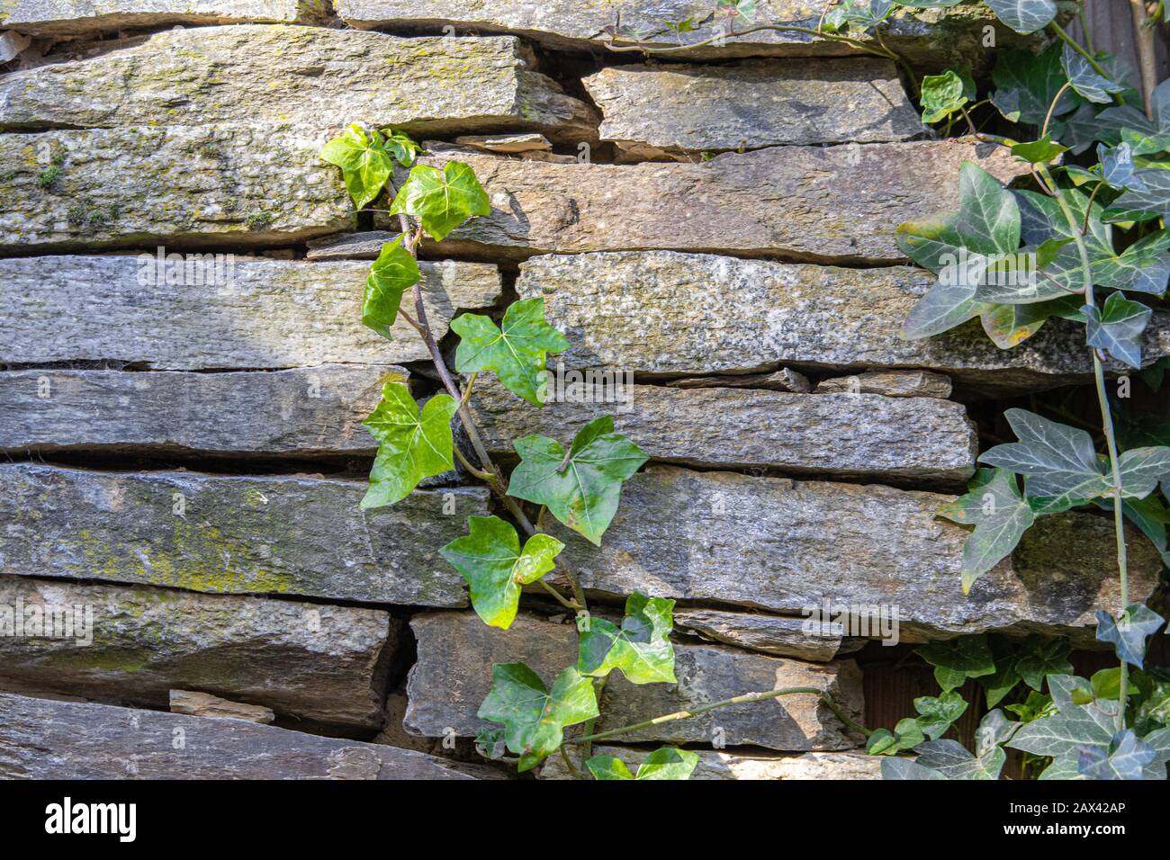 Closeup shot the common ivy creeping on a stone wall Stock Photo - Alamy