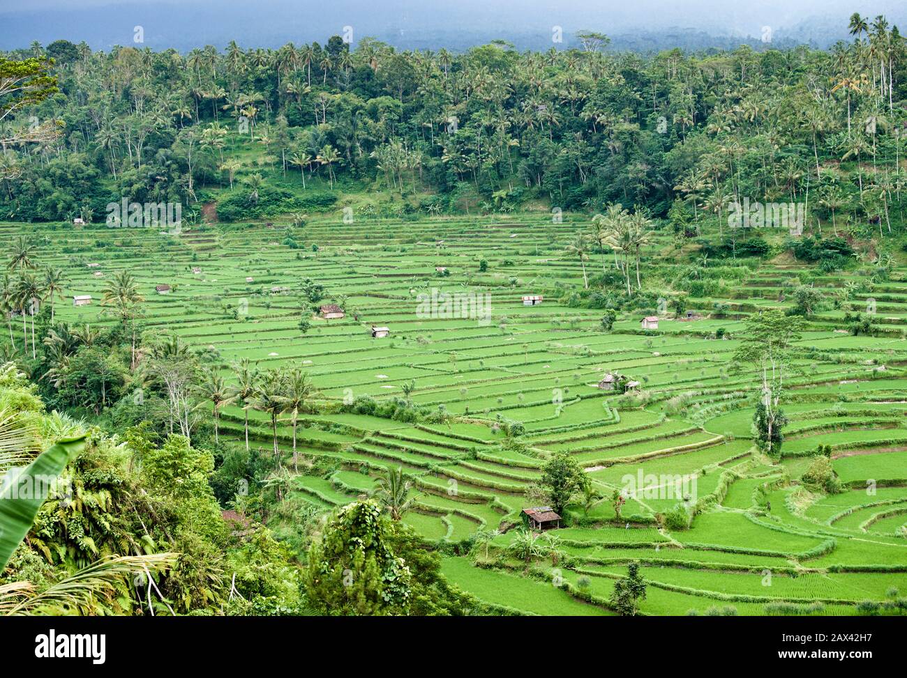 Bali, Indonesia. Large rice terrace or rice paddy with homes for the ...