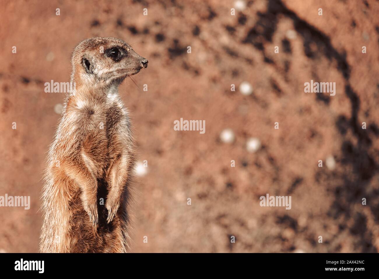 Closeup shot of an alert meerkat being watchful in the desert Stock ...