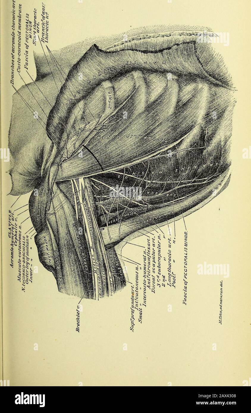 Practical human anatomy [electronic resource] : a working-guide for ...