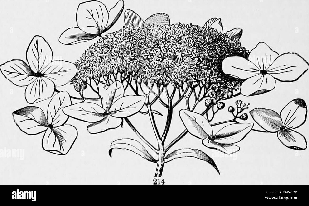 compound cyme examples