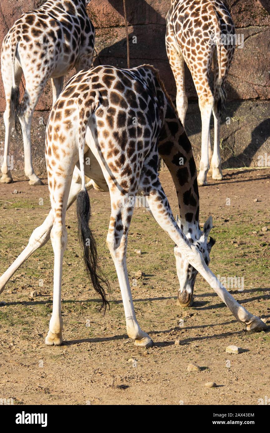 Split Zoo High Resolution Stock Photography and Images - Alamy