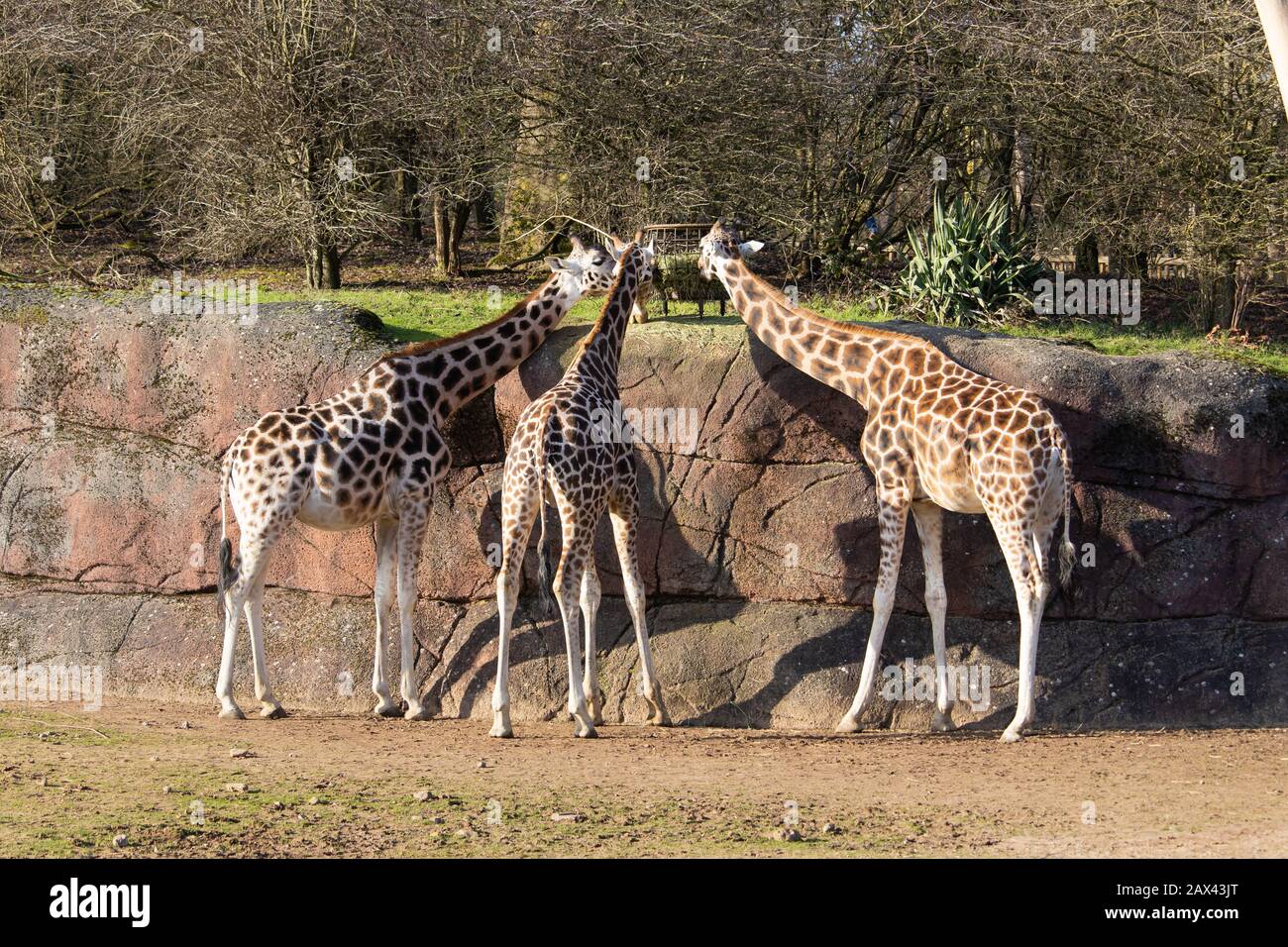 Long shot of three giraffe in a zoo eating hay from a feeder on top of ...