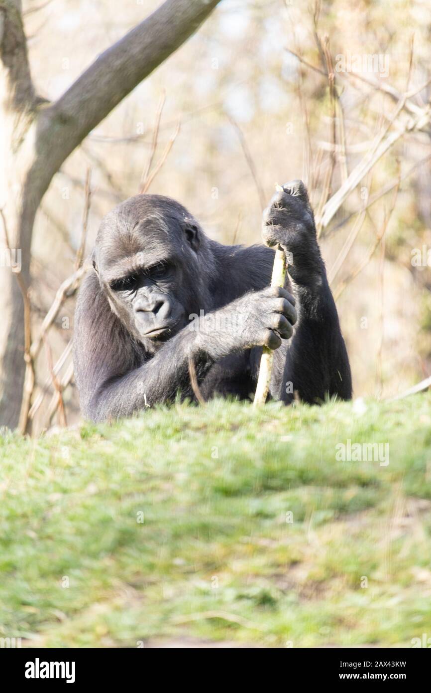 Gorilla scratching hi-res stock photography and images - Alamy