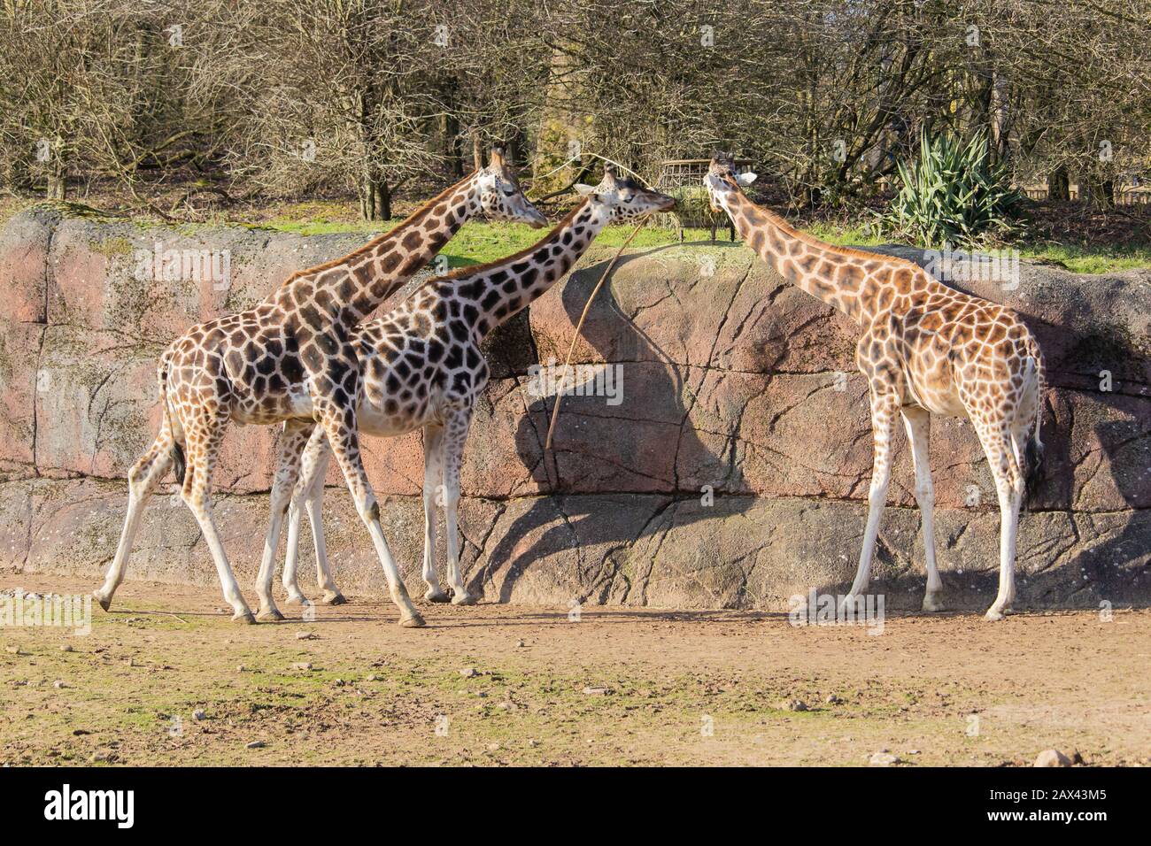 Long shot of three giraffe in a zoo eating hay from a feeder on top of ...