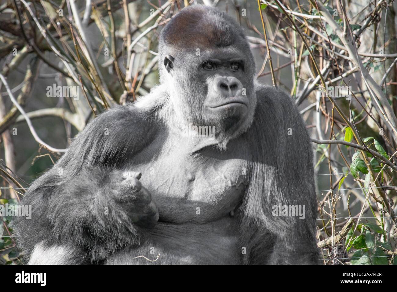 Gorilla position hi-res stock photography and images - Alamy
