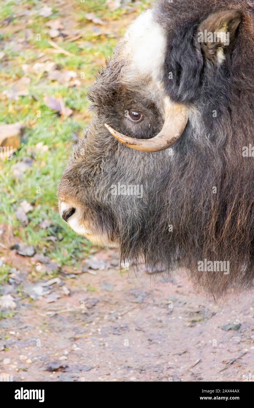 Curved horn hi-res stock photography and images - Alamy