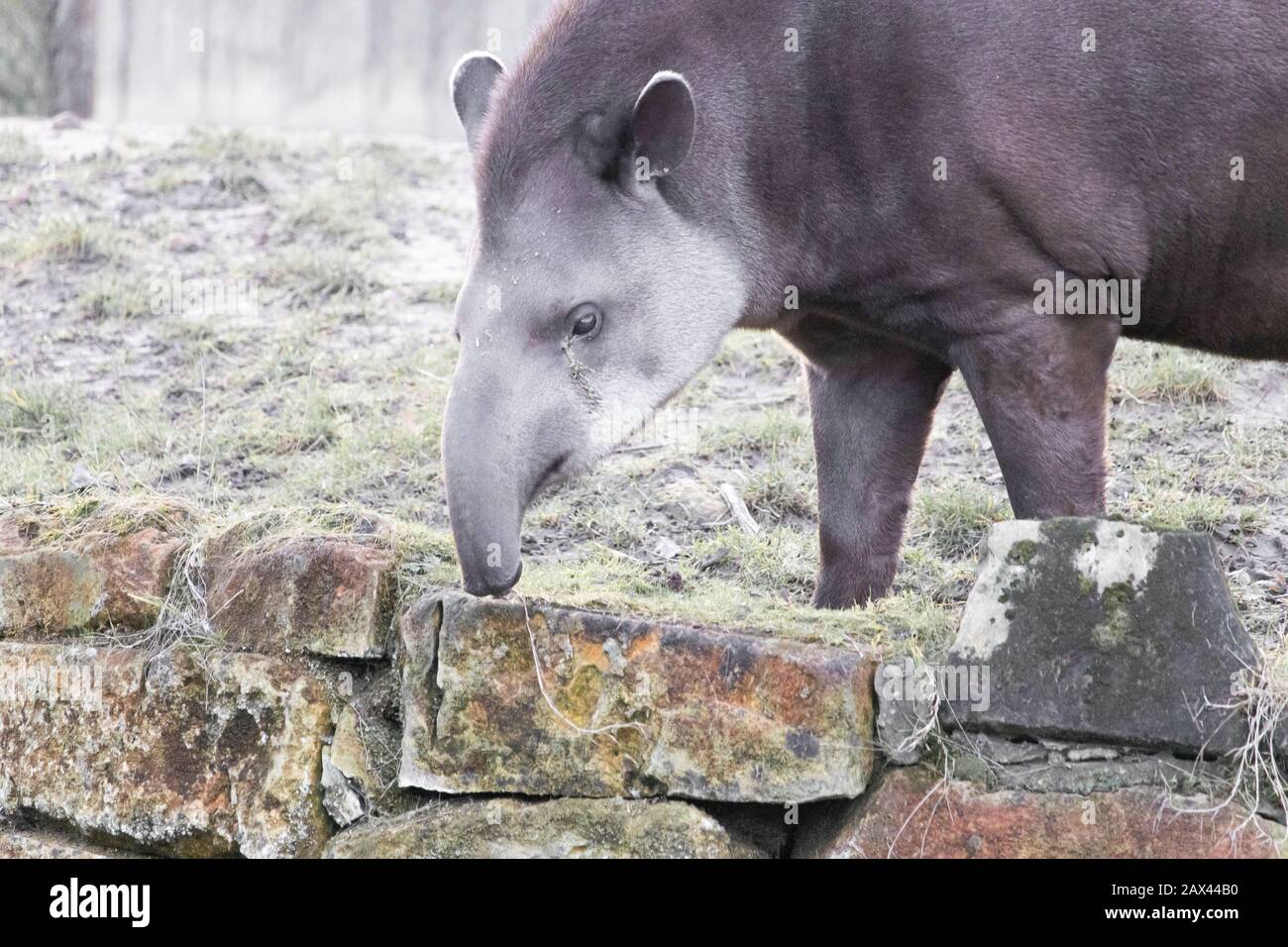 Closeup shot of a tapir picking hay on a stone wall Stock Photo - Alamy