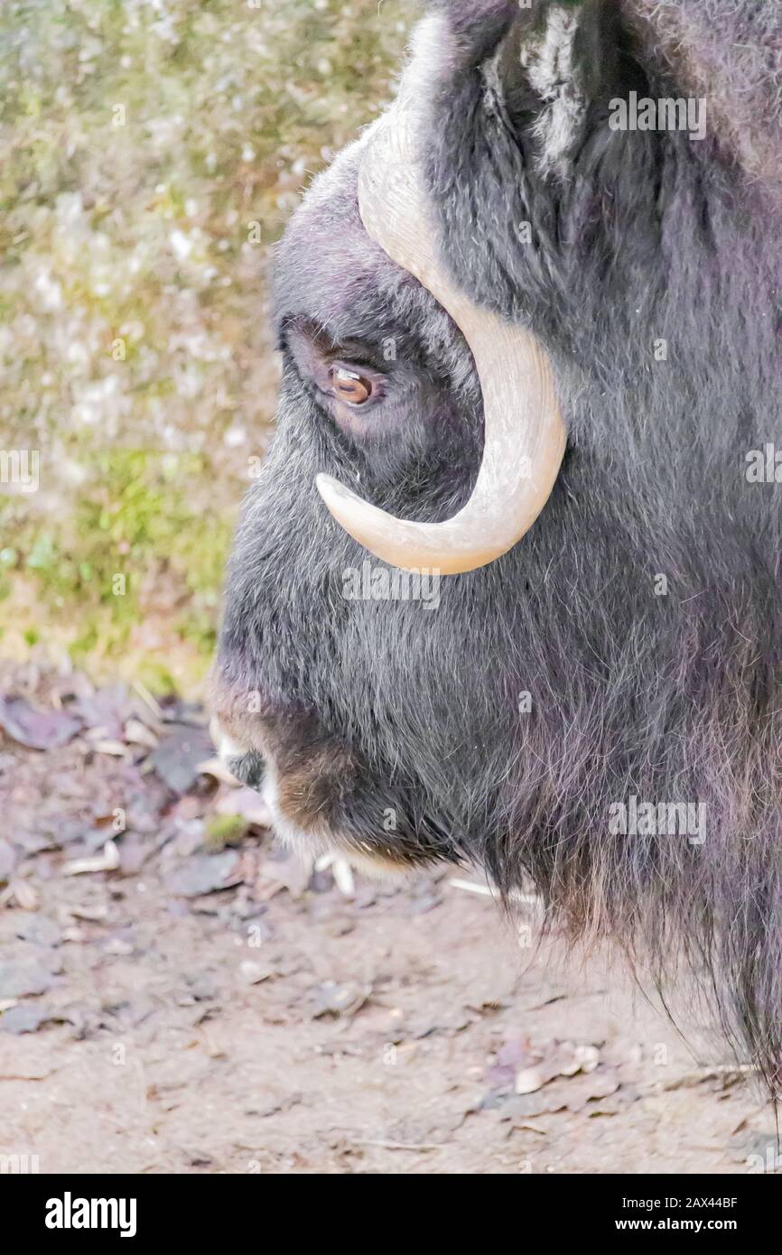 Horn horned curved sharp hi-res stock photography and images - Alamy