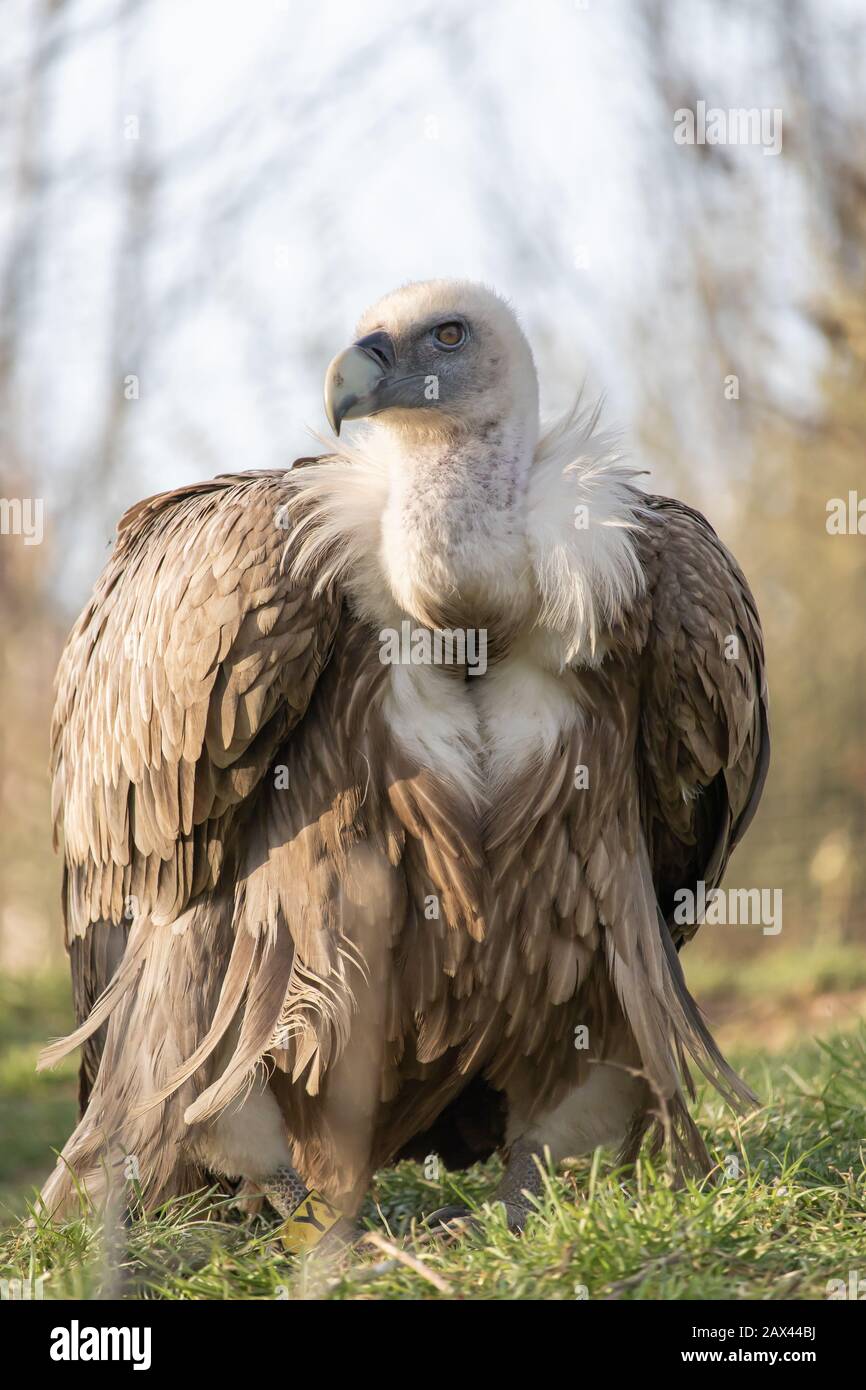 Black bird white collar hi-res stock photography and images - Alamy