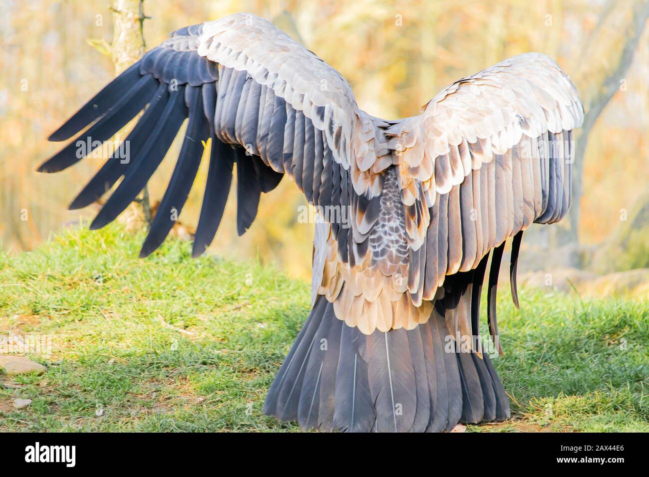 Closeup shot of the back of a vulture with wings open wide Stock Photo ...