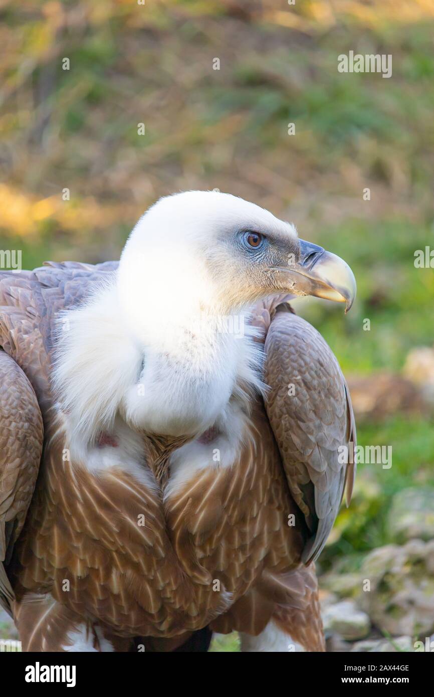 Big bald head hi-res stock photography and images - Alamy