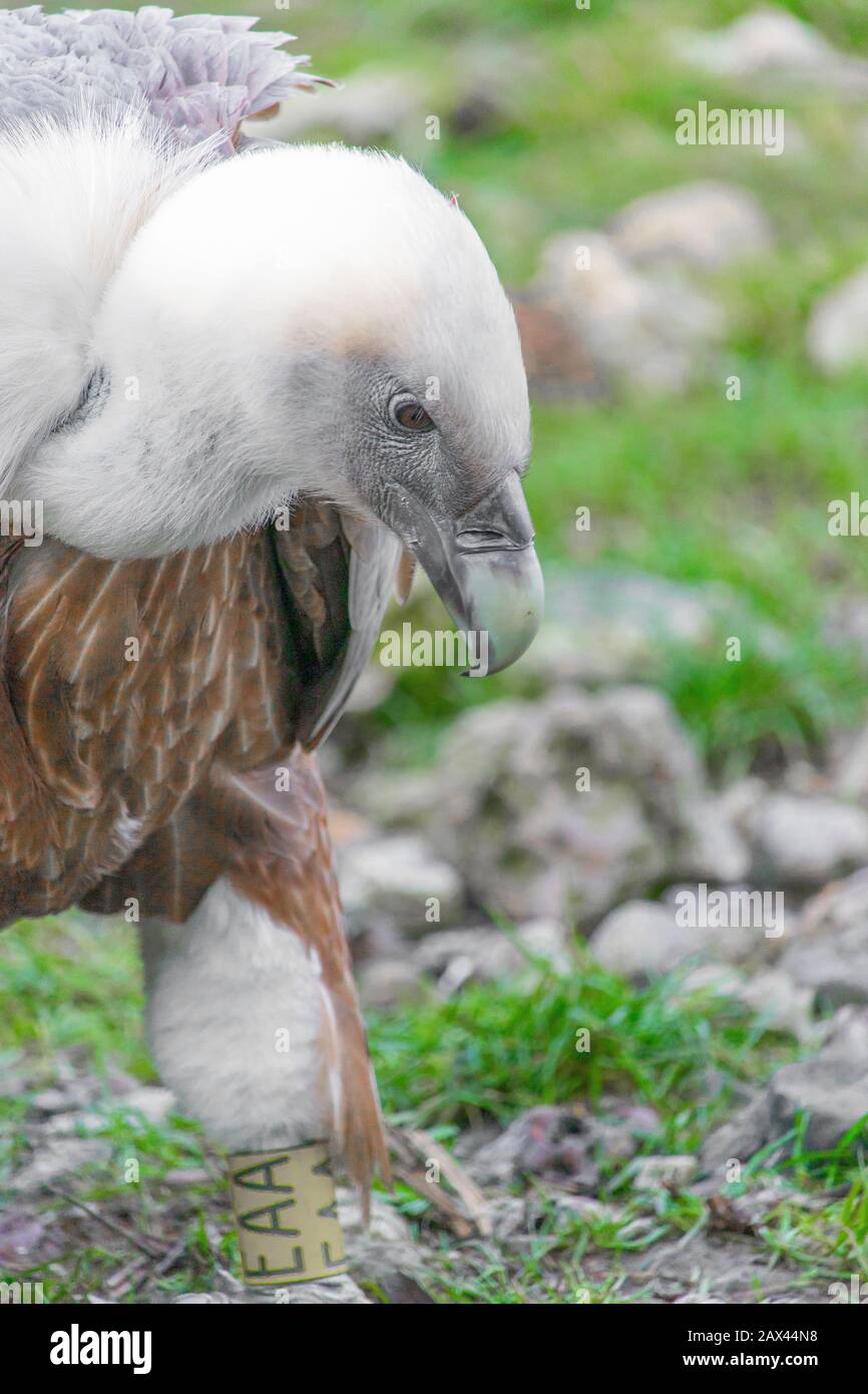 Closeup shot of a vulture staring at the ground Stock Photo - Alamy