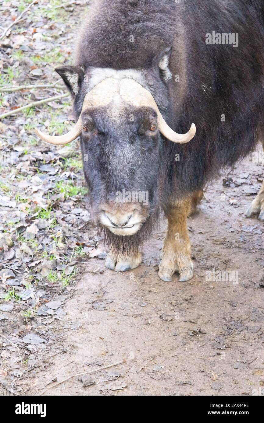 Musk ox defense hi-res stock photography and images - Alamy