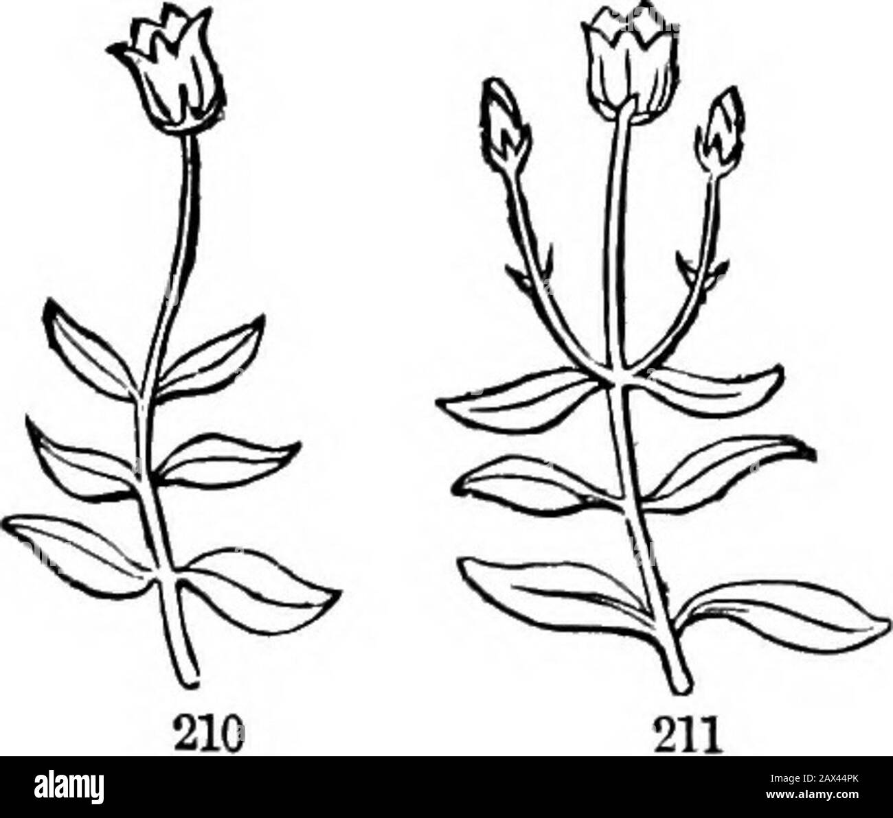 The elements of botany for beginners and for schools Stock Photo - Alamy