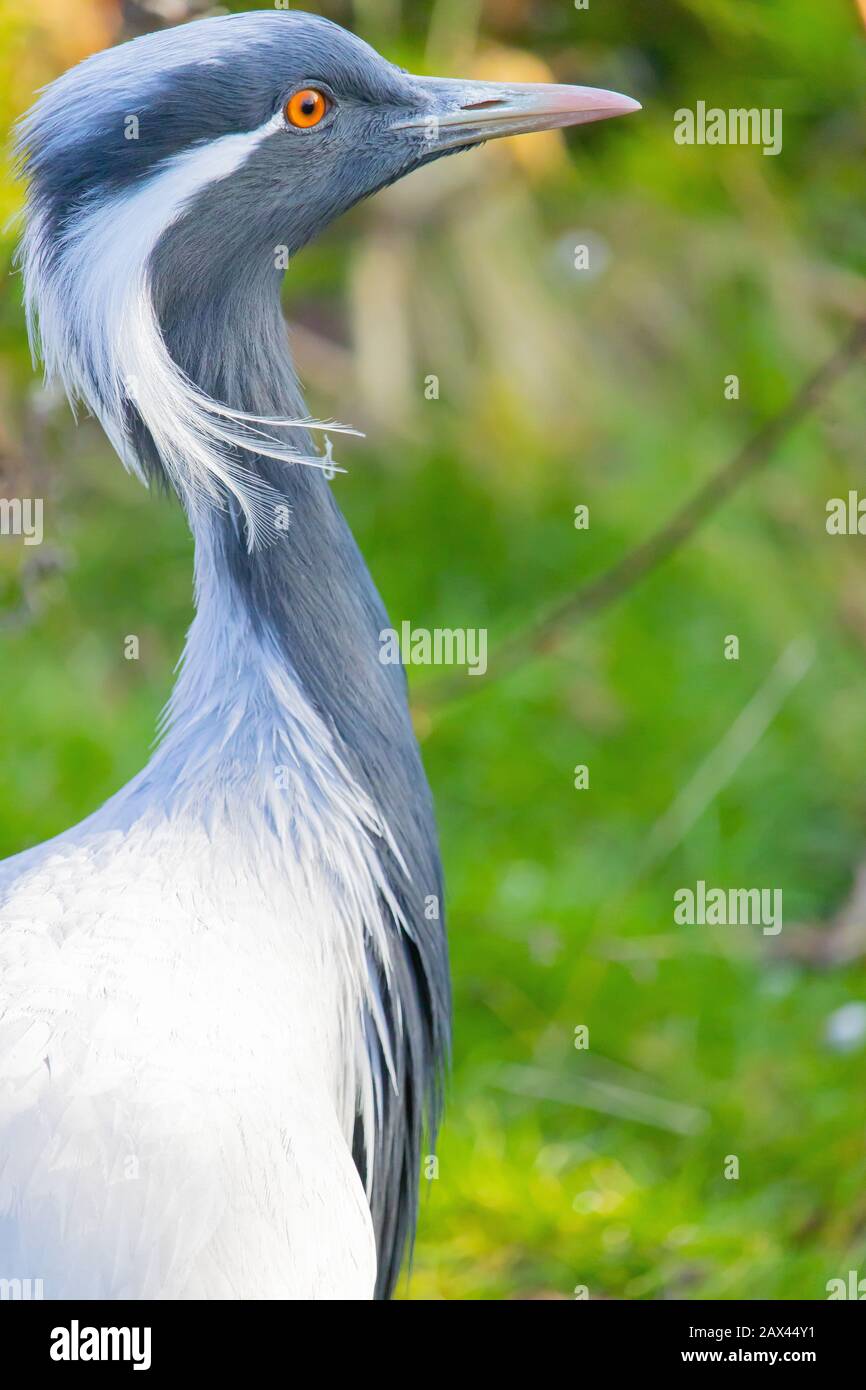 Closeup shot of a Demoiselle Crane with long white feathers drooping ...