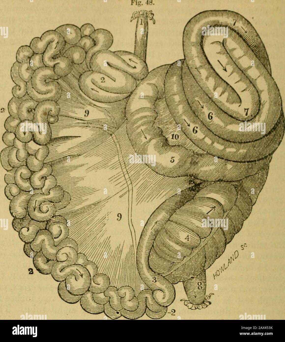Sheep husbandry; with an account of different breeds, and general ...