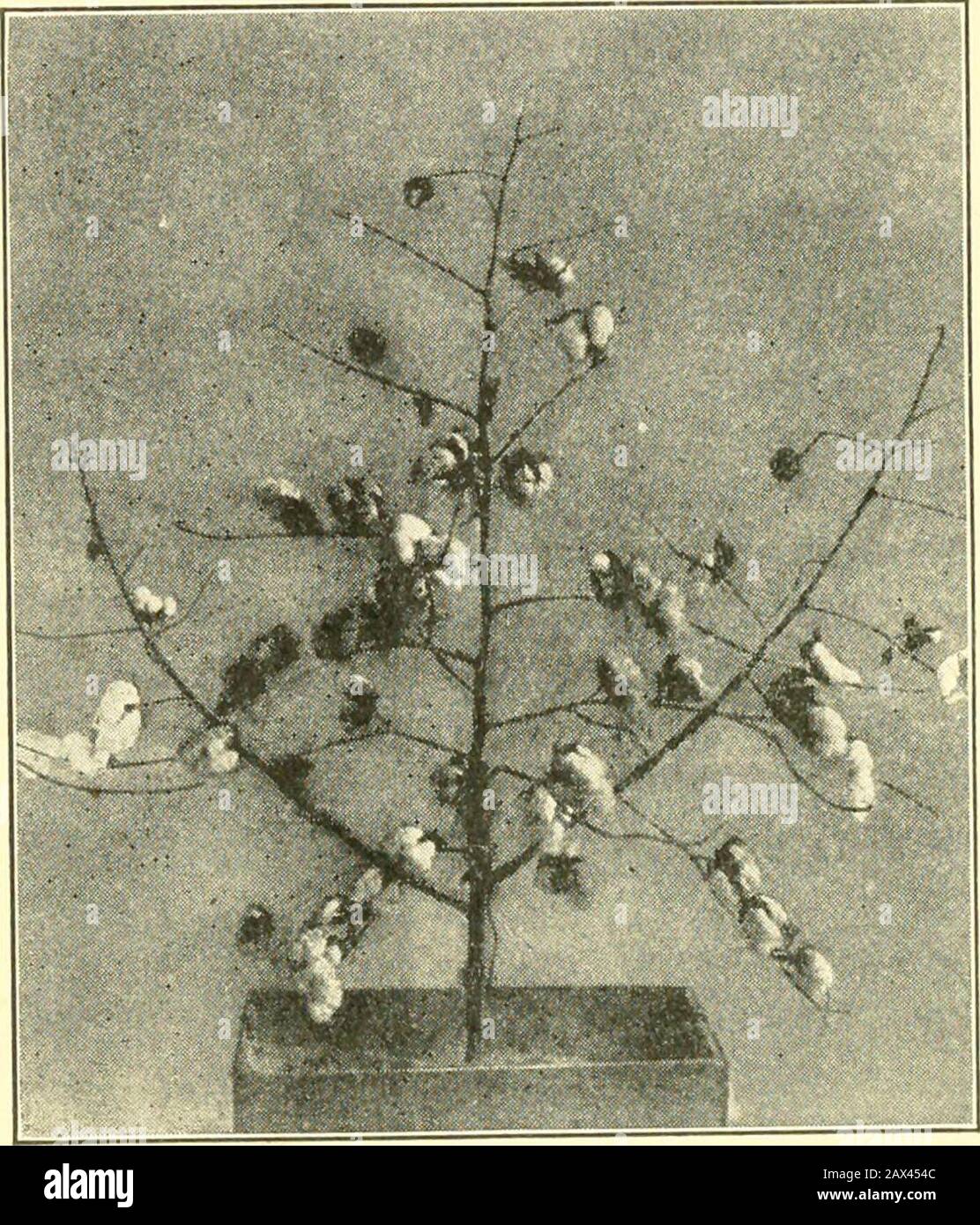 Temperate climate zones hi-res stock photography and images - Alamy