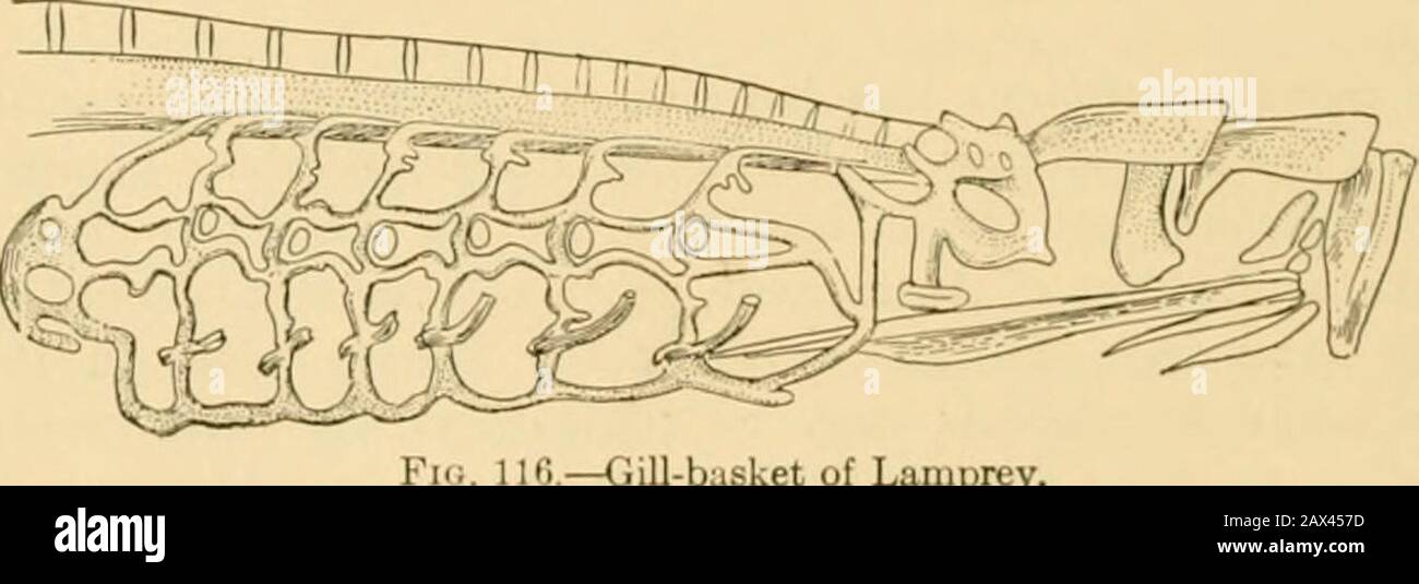Fishes . edto the lancelets alone. It refers to those chordate forms ...