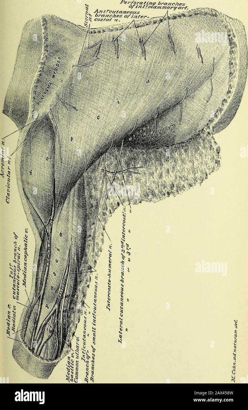 Practical human anatomy [electronic resource] : a working-guide for ...