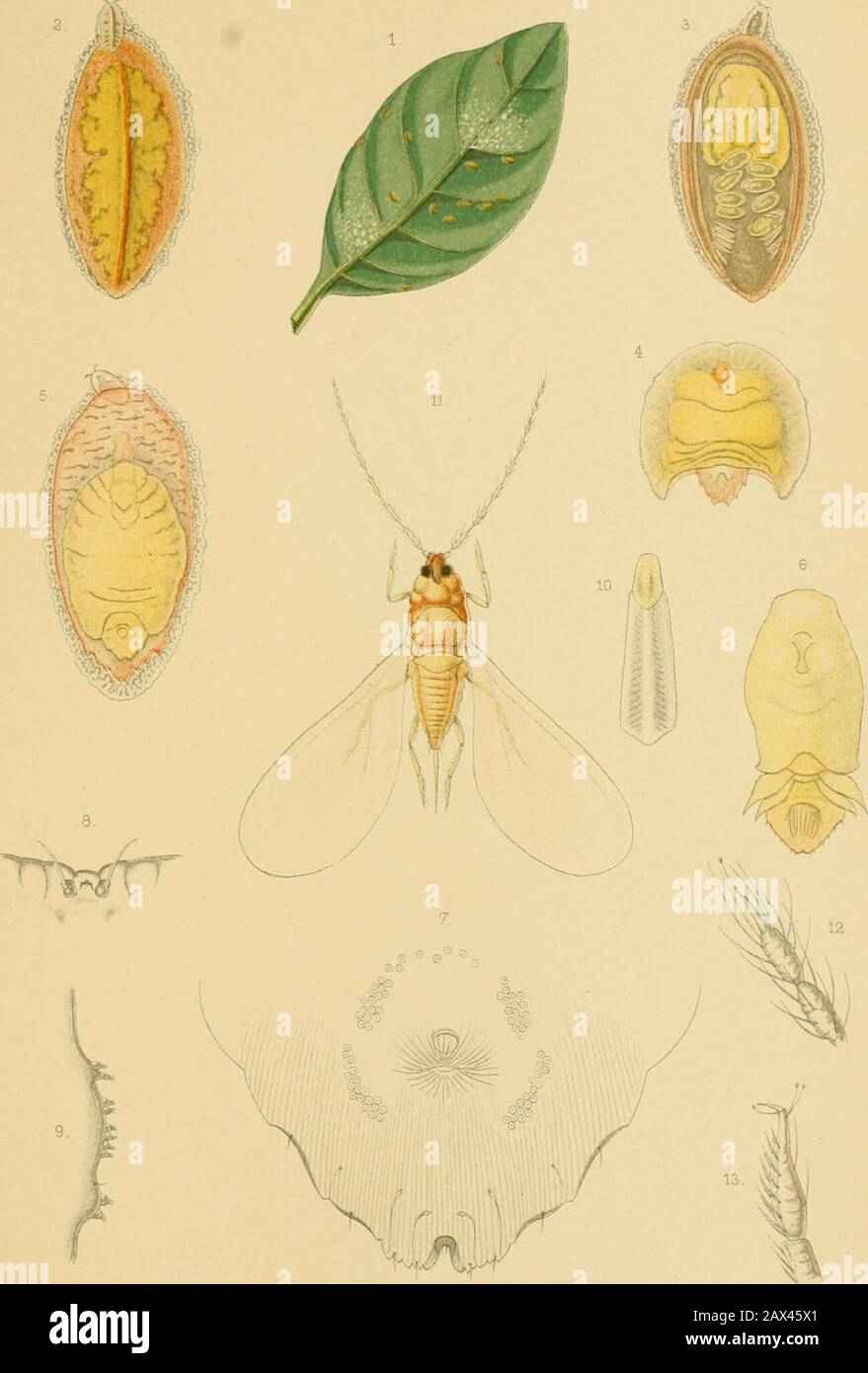 Fiorinia hi-res stock photography and images - Alamy