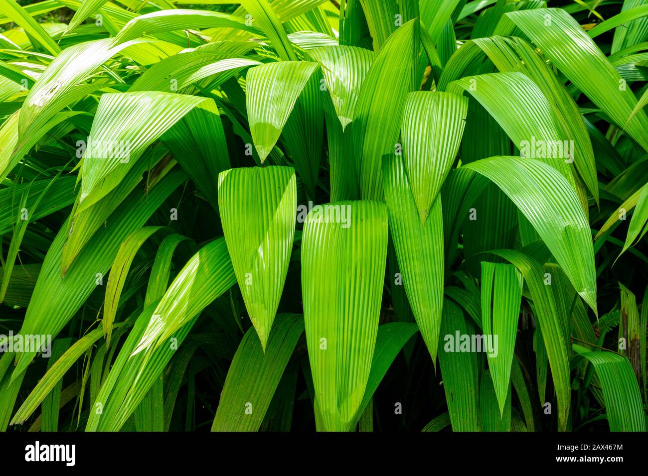 Brazilian exotic tropical plant Stock Photo - Alamy