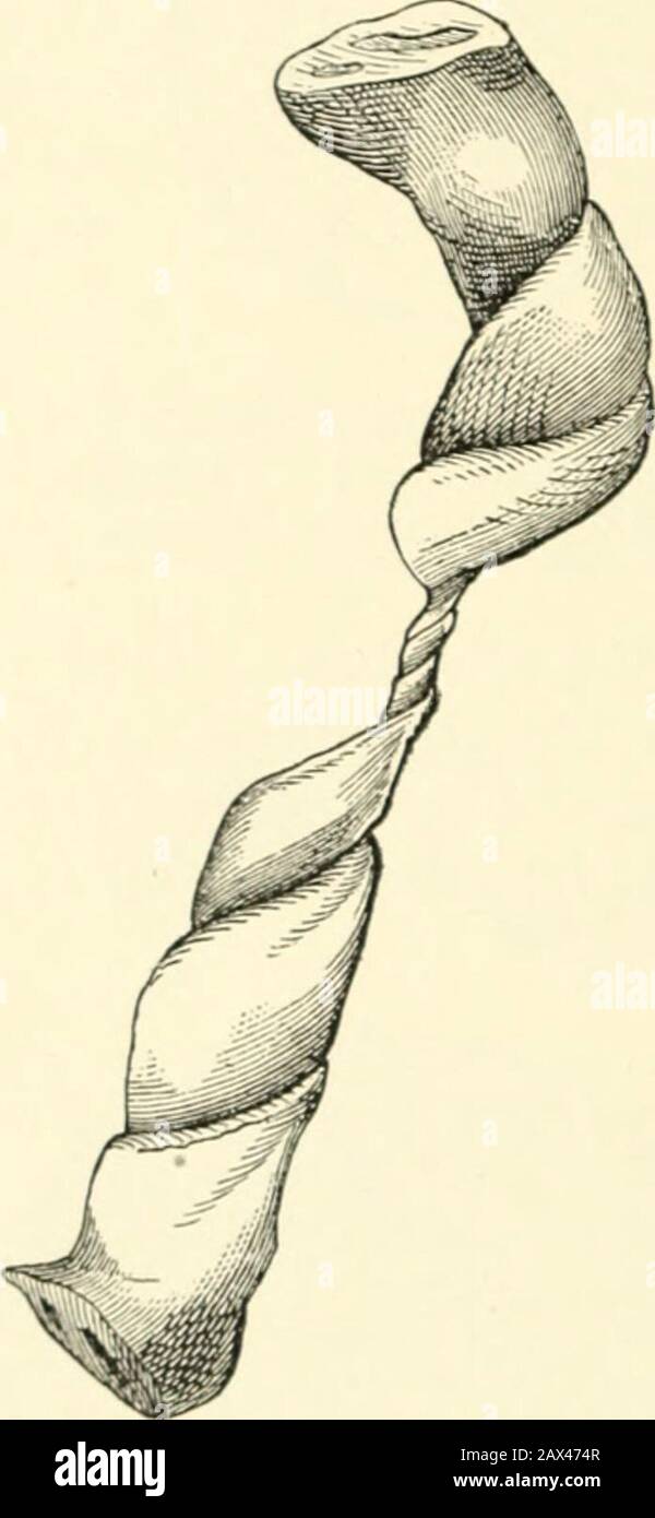 A textbook of obstetrics . Fig- 99-—Cross-section of an um-bilical cord ...