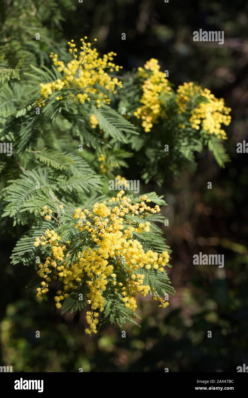 Acacia dealbata - silver wattle tree blossoms - close up Stock Photo ...