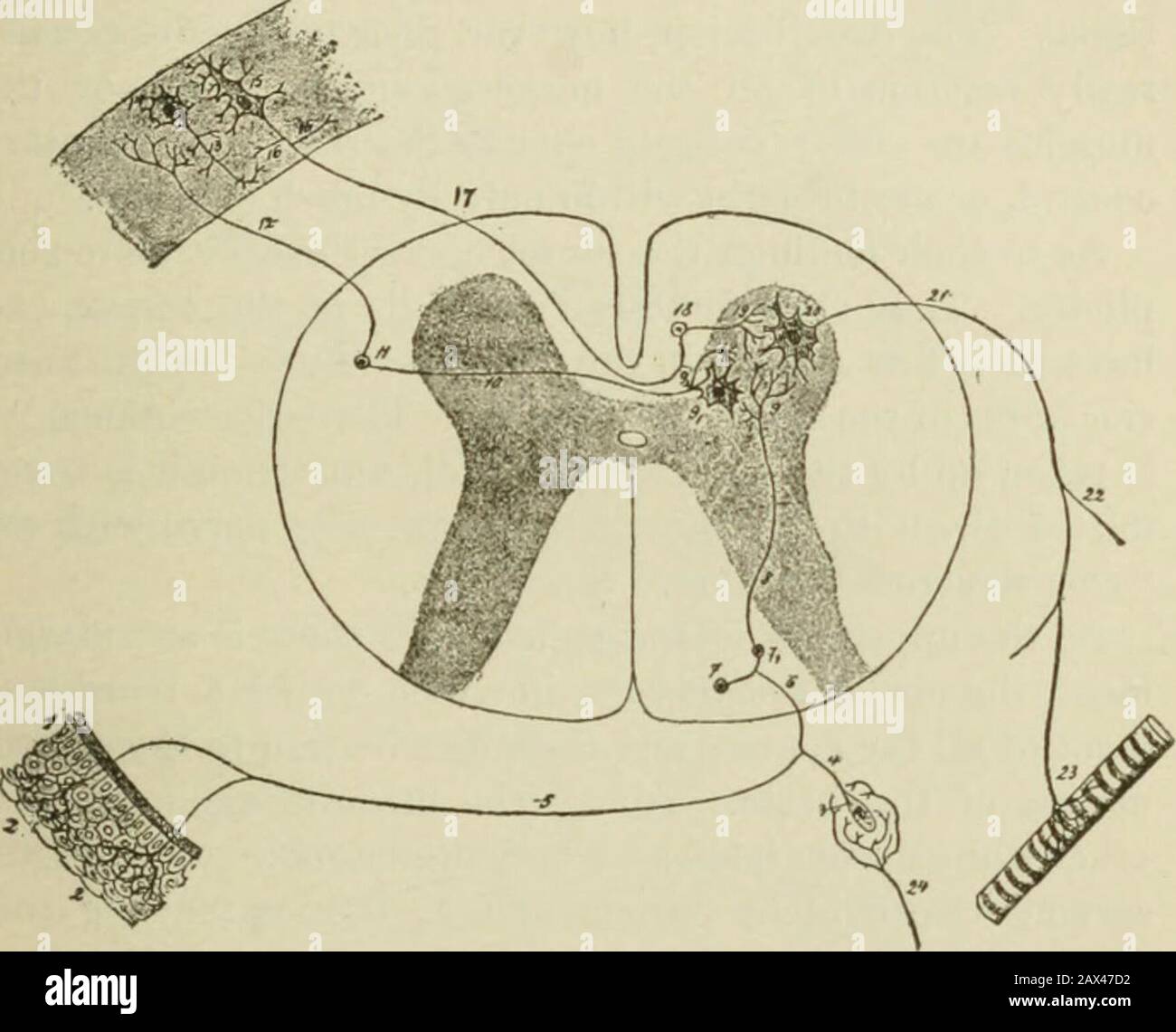 Elements of psychology . , the end-organs residing largely in the skin ...