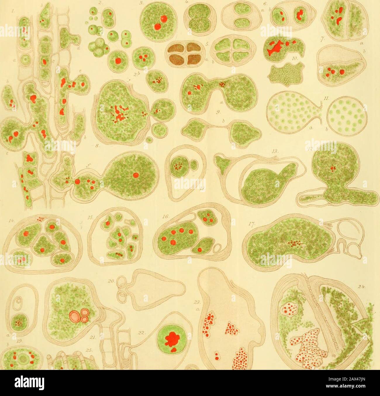 Protococcus hi-res stock photography and images - Alamy