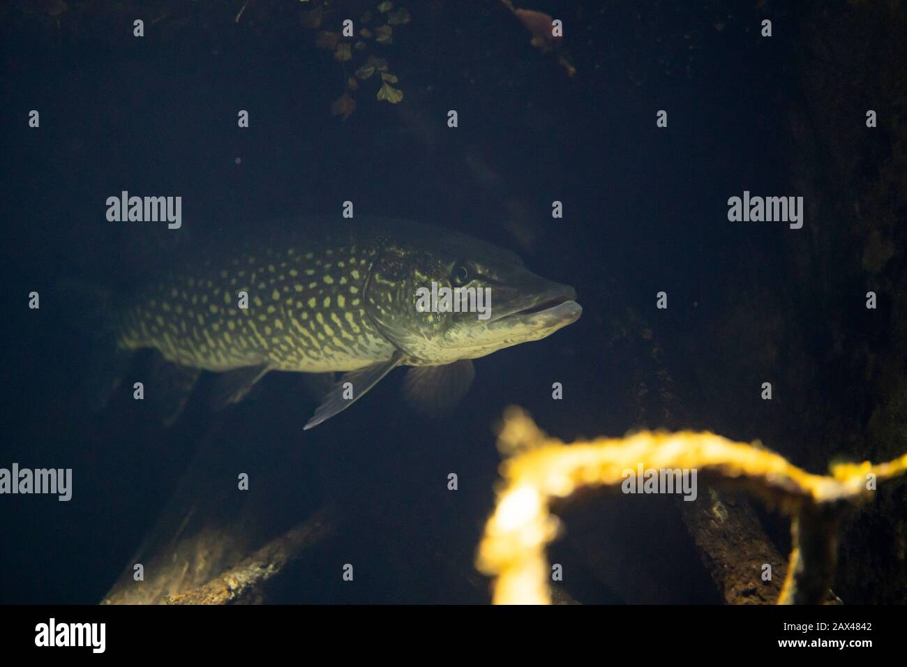 Underwater muskie hi-res stock photography and images - Alamy