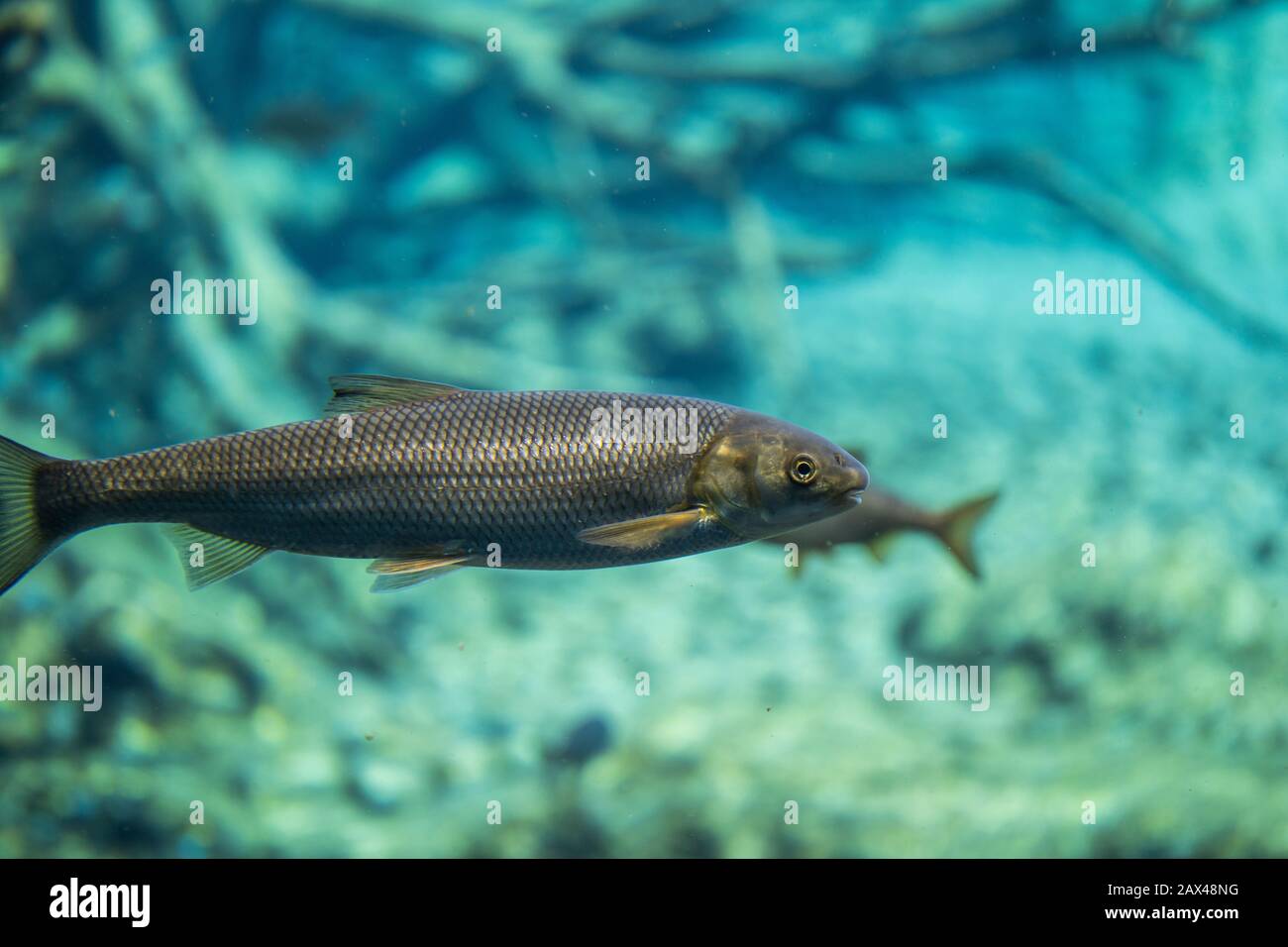 Rutilus meidingeri underwater, Perlfish swimming underwater Stock Photo ...