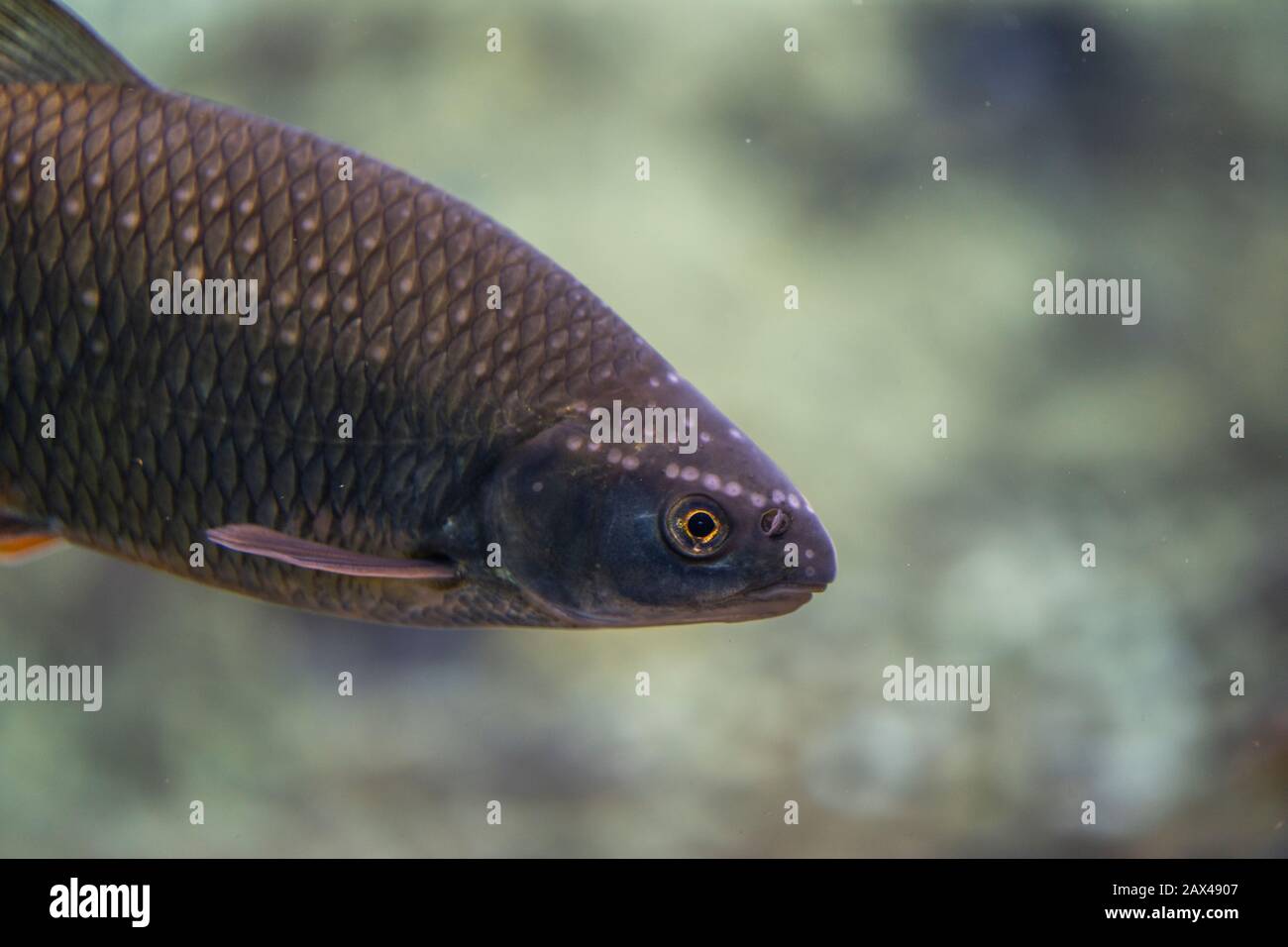Rutilus meidingeri underwater, Perlfish swimming underwater Stock Photo ...