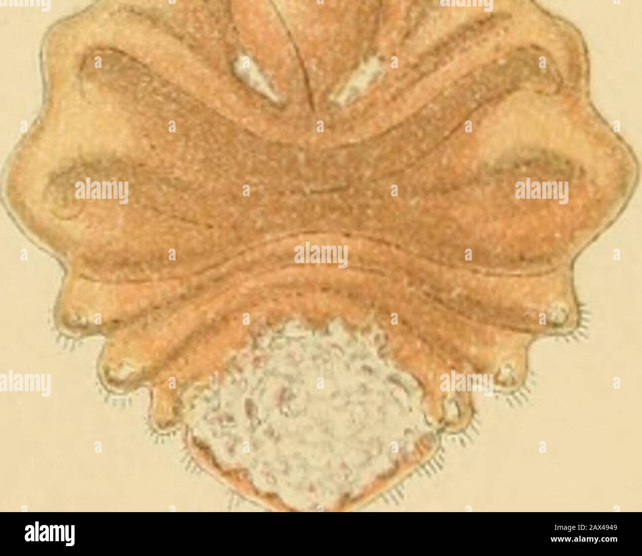 Diaspis hi-res stock photography and images - Alamy