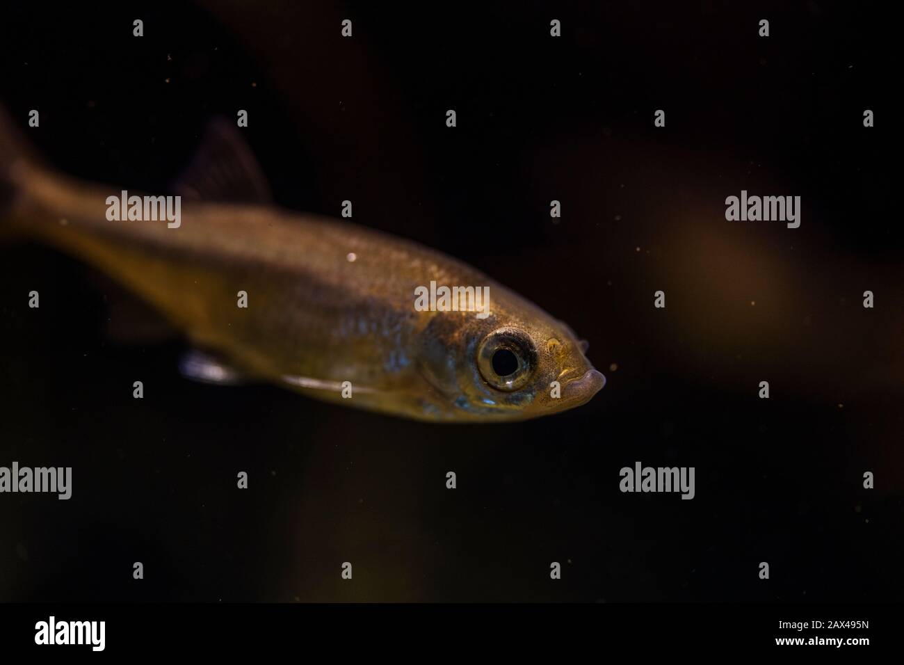 Leucaspius delineatus underwater, moderlieschen swimming underwater ...