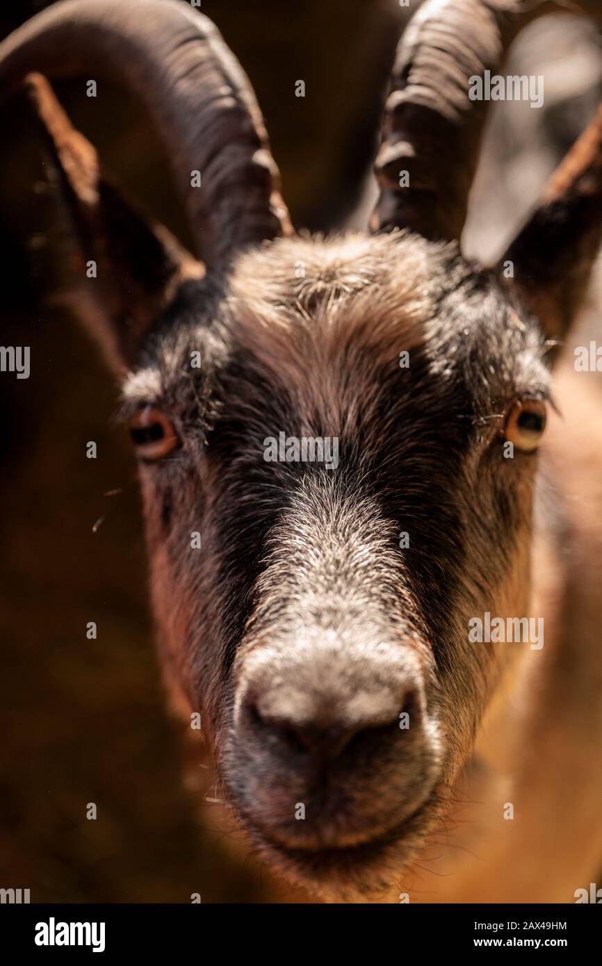 Female markhor hi-res stock photography and images - Alamy