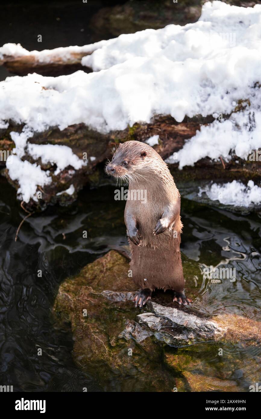 Otter Lutra Lutra Holt High Resolution Stock Photography and Images - Alamy