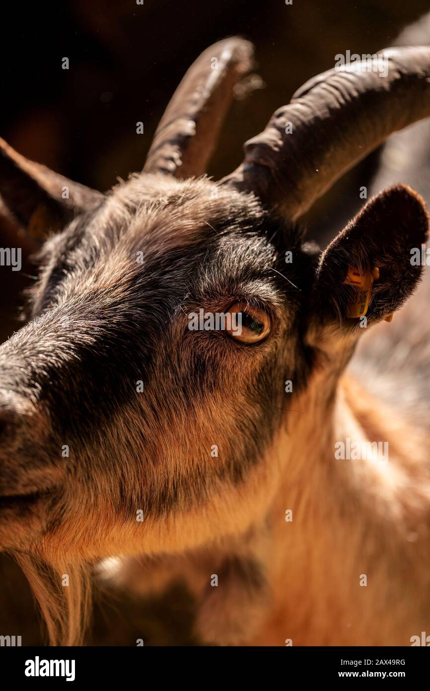 Capra aegagrus hircus close-up photography, goat face macro image Stock ...