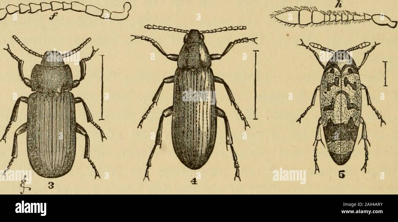 Insects at home; being a popular account of insects, their structure ...