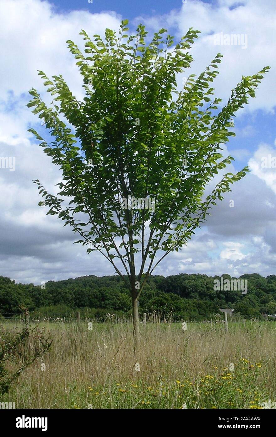 Princeton elm hi-res stock photography and images - Alamy