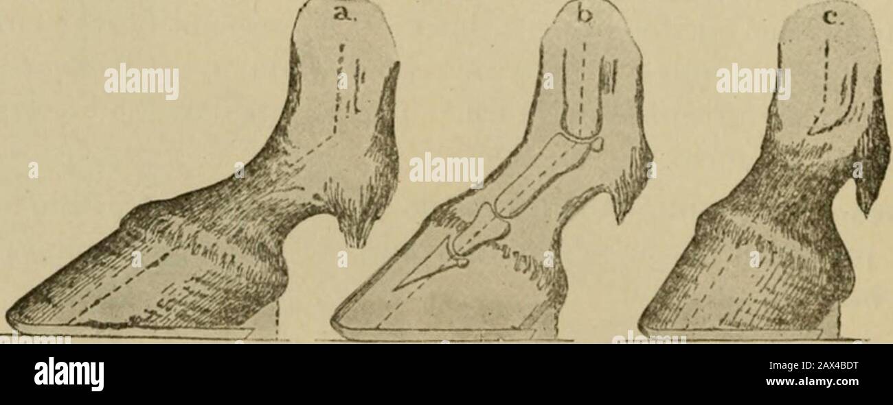 Stumpy feet hi-res stock photography and images - Alamy