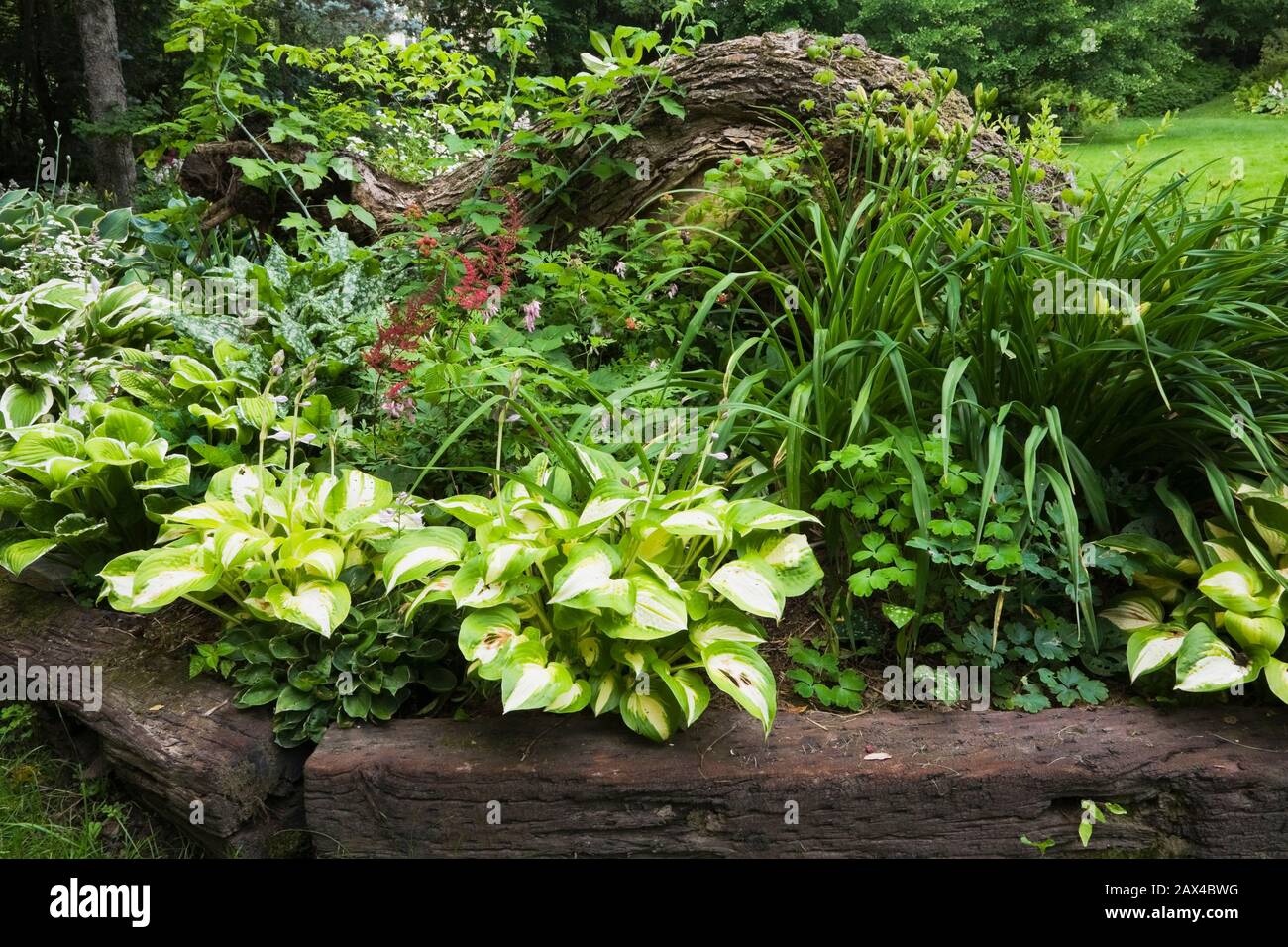 Astilbe And Hosta Border