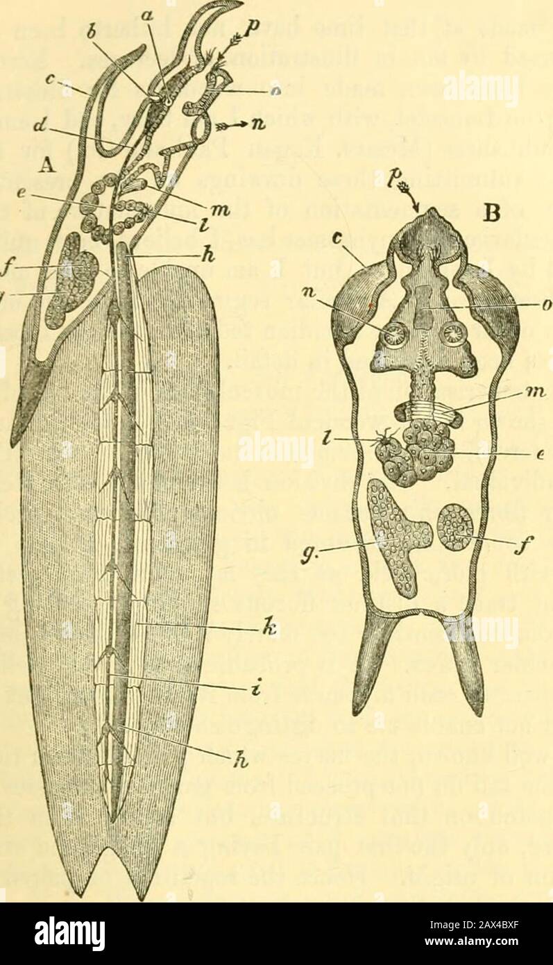 Quarterly journal of microscopical science . Fig, 1.—Appendicularia ...